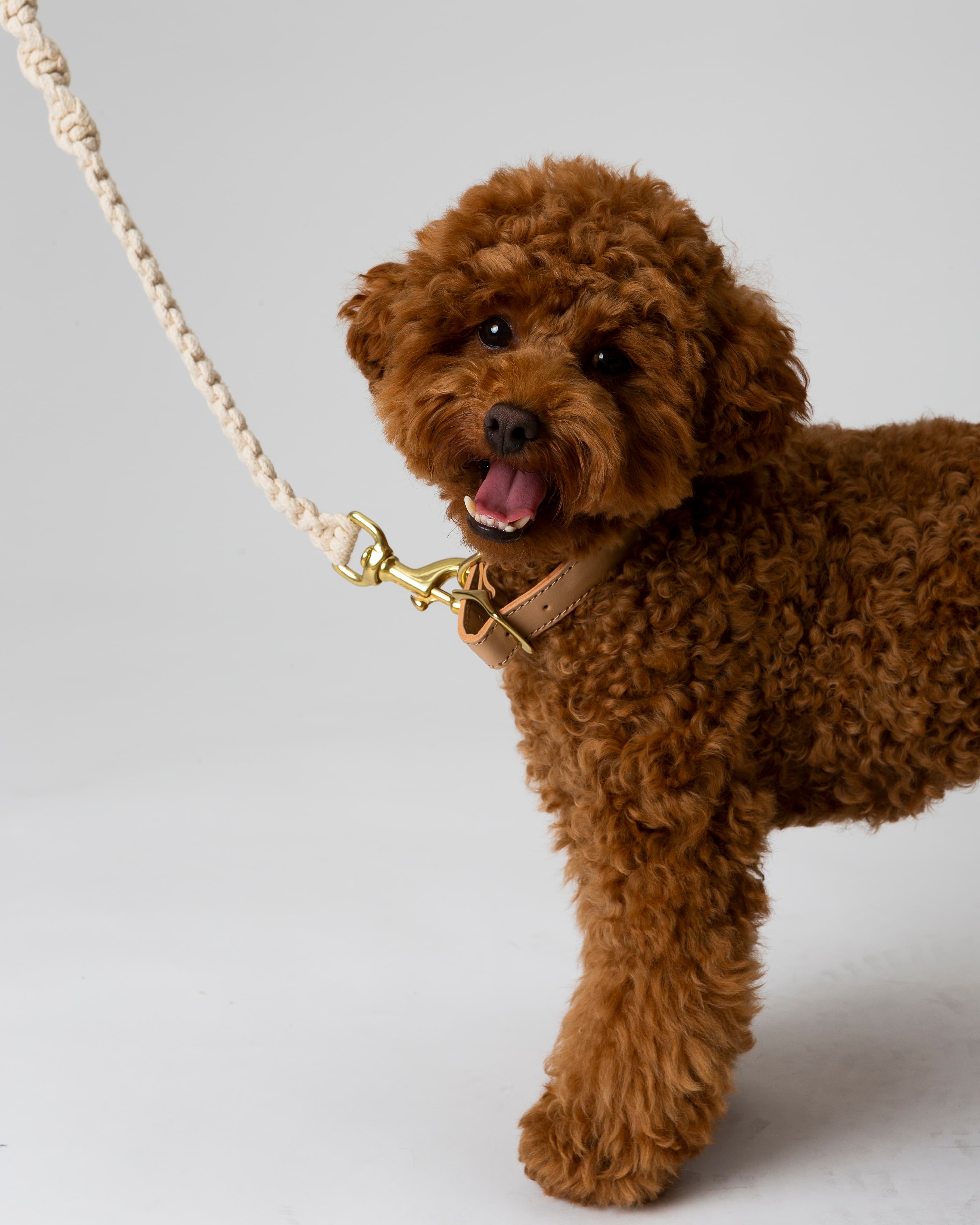 Choco’s Knot Leash – Choco and Friends